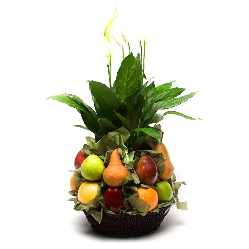 Peaceful Fruit Spathyphillium Peace Fruit Basket RI Dave's